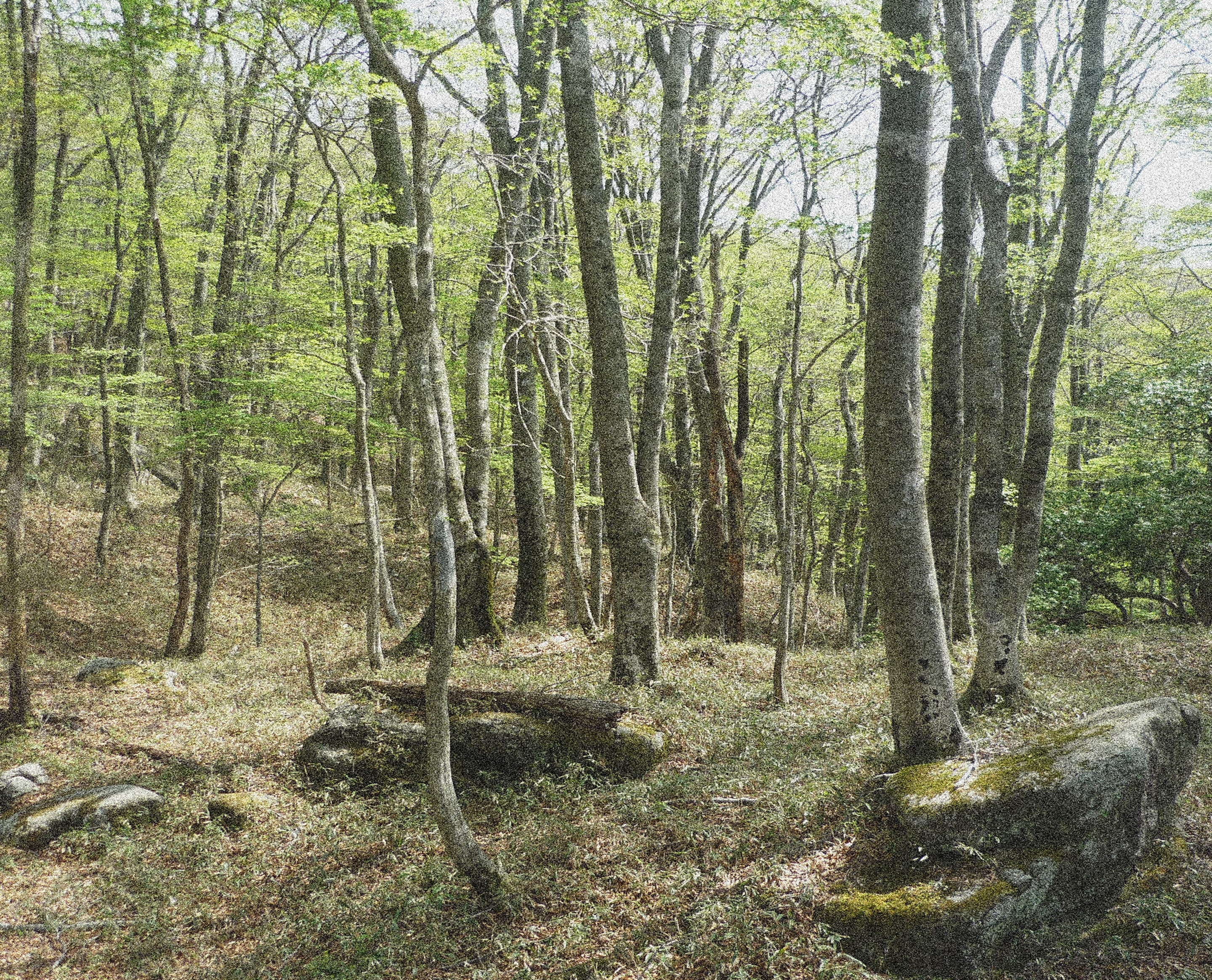 Komono Four Peaks Trail（こものフォーピークストレイル） | 三重県菰野町 | 山と地域をつなぐ、新たな挑戦。 | 菰野 ...